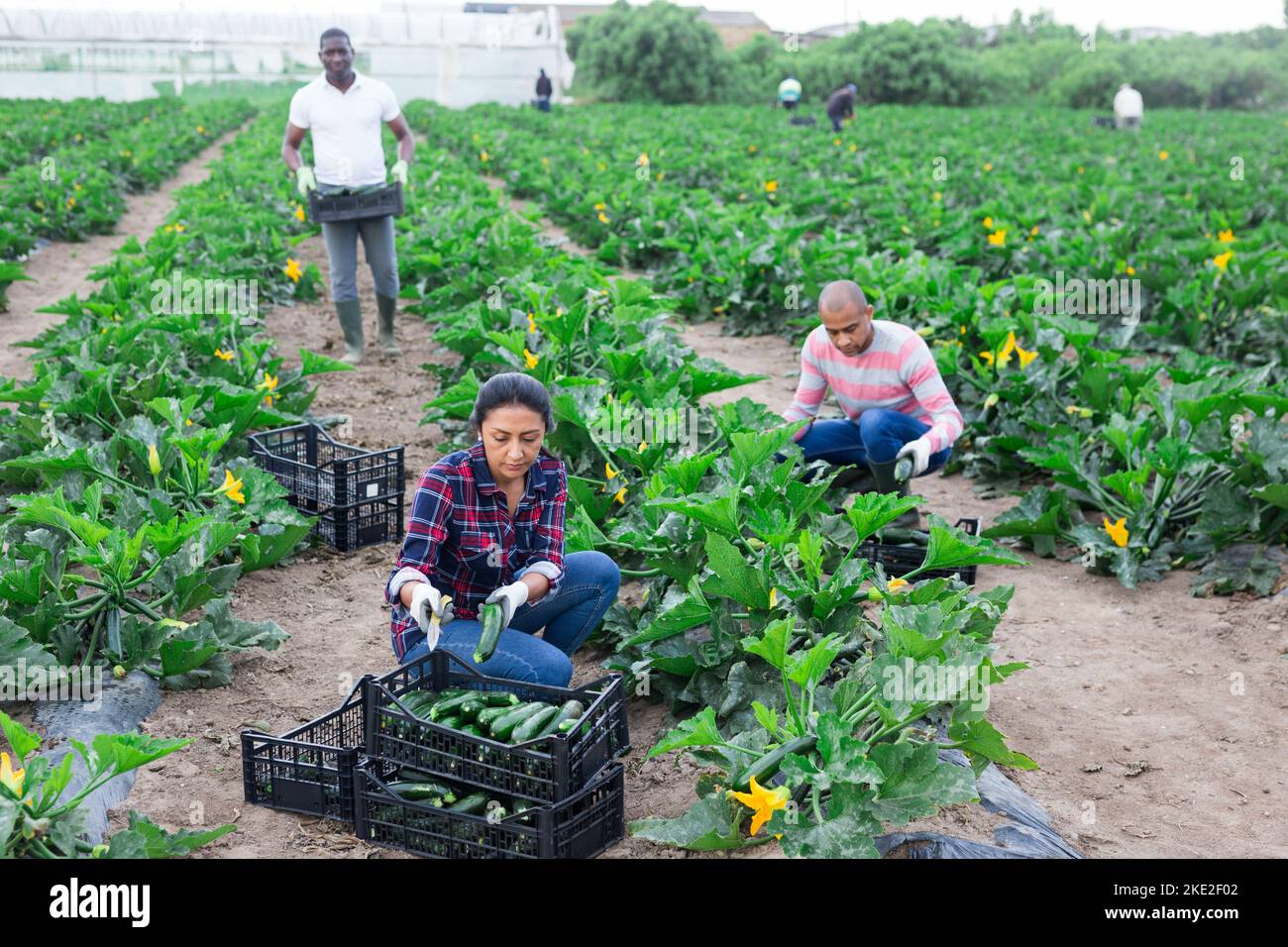 International team of farm workers harvesting zucchini crop Stock Photo ...