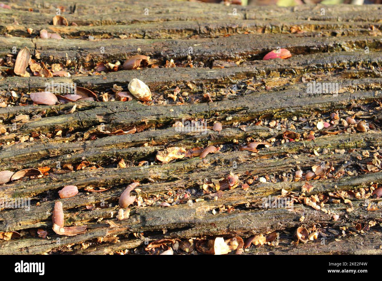 Remnants of partially eaten shelled nuts left by squirrels on a log in ...