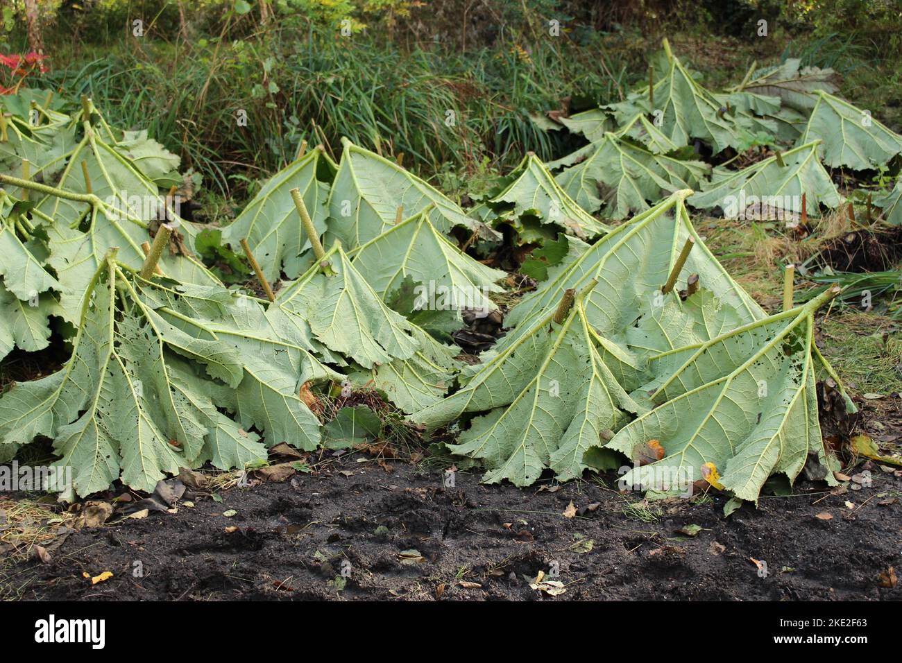 Gunnera cut for winter Stock Photo - Alamy
