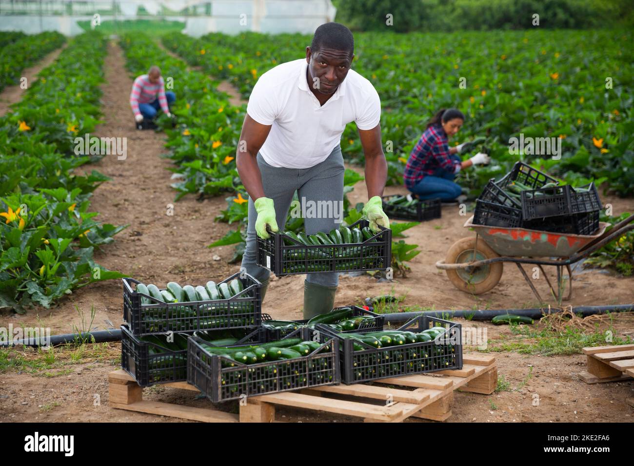 African American stacking boxes with harvested green zucchini Stock ...
