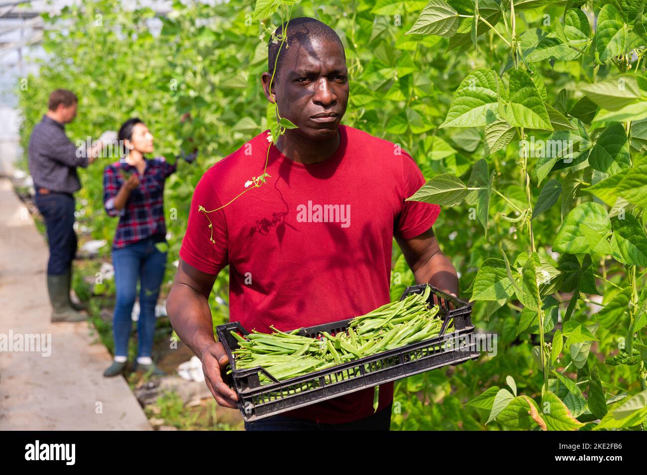 African american gardener stacking boxes with bean in greenhouse Stock ...