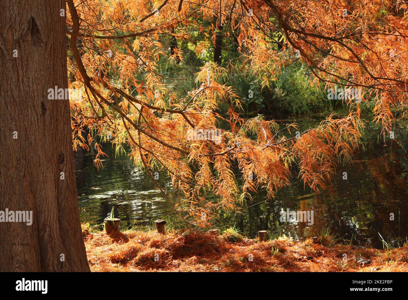 Gorgeous glowing brown and red Metasequoia in autumn pond scene. Rare ...