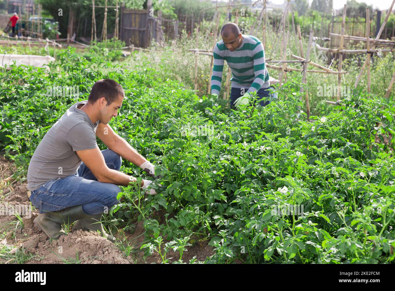 Amateur gardener picking potato beetles from bushes Stock Photo - Alamy