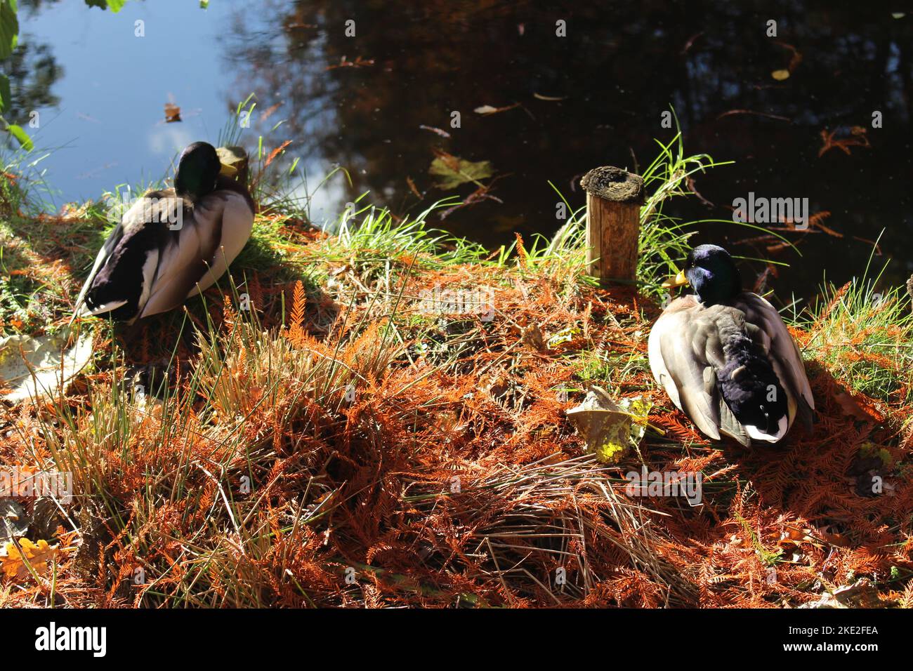 Male birds hi-res stock photography and images - Alamy