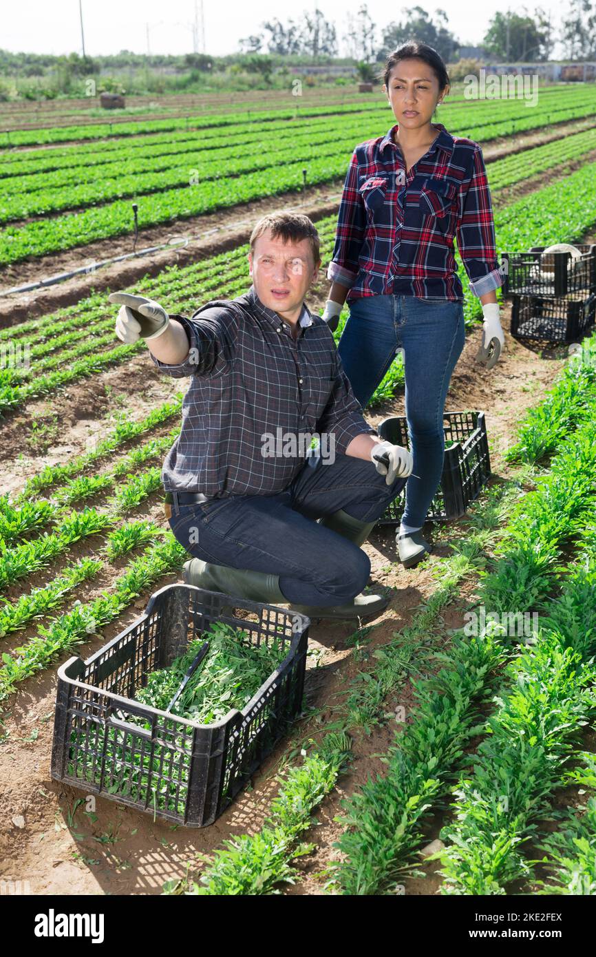 Latin american farm workwoman talking to coworker on field Stock Photo ...