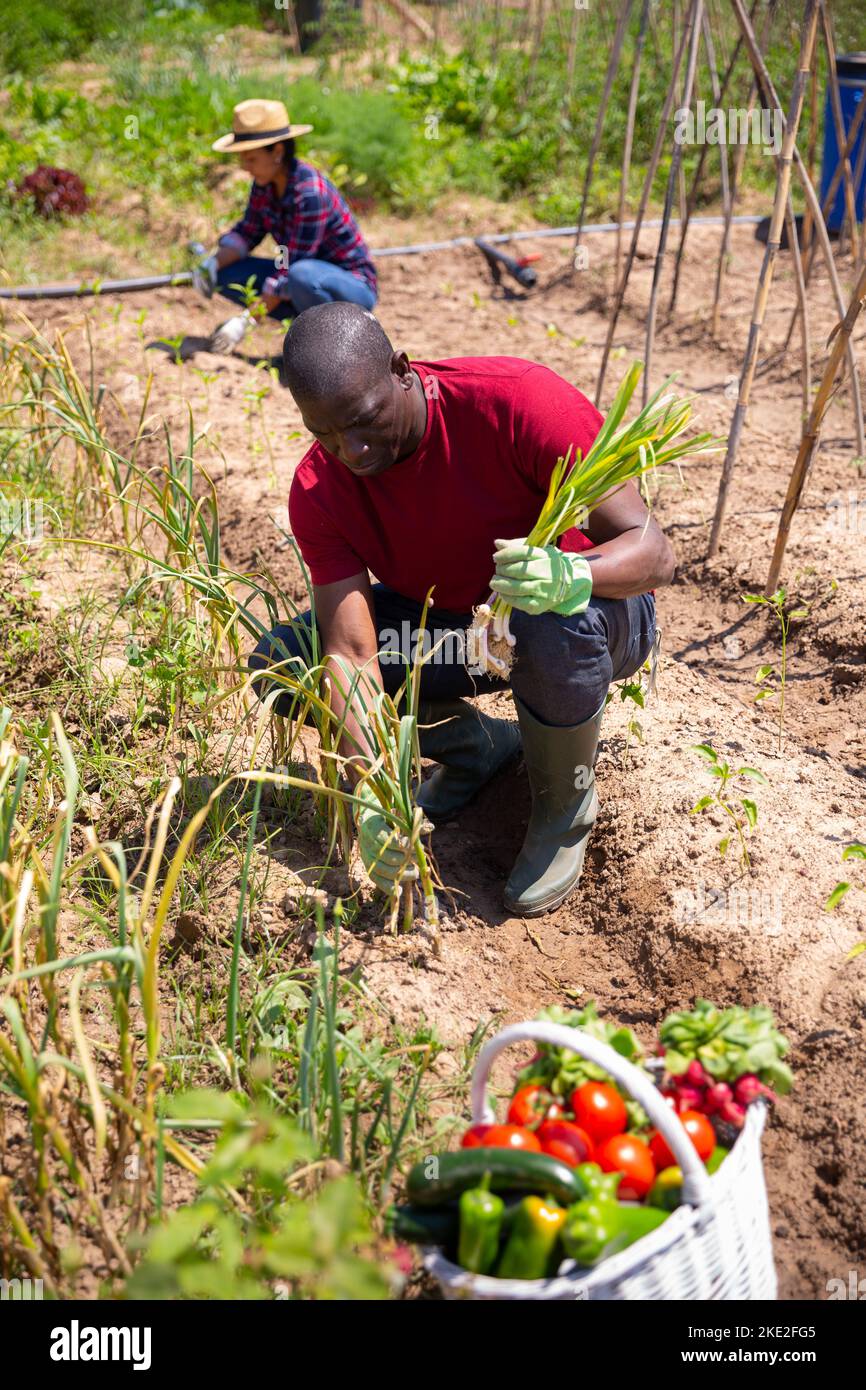 Positive african american man harvesting green onion Stock Photo - Alamy