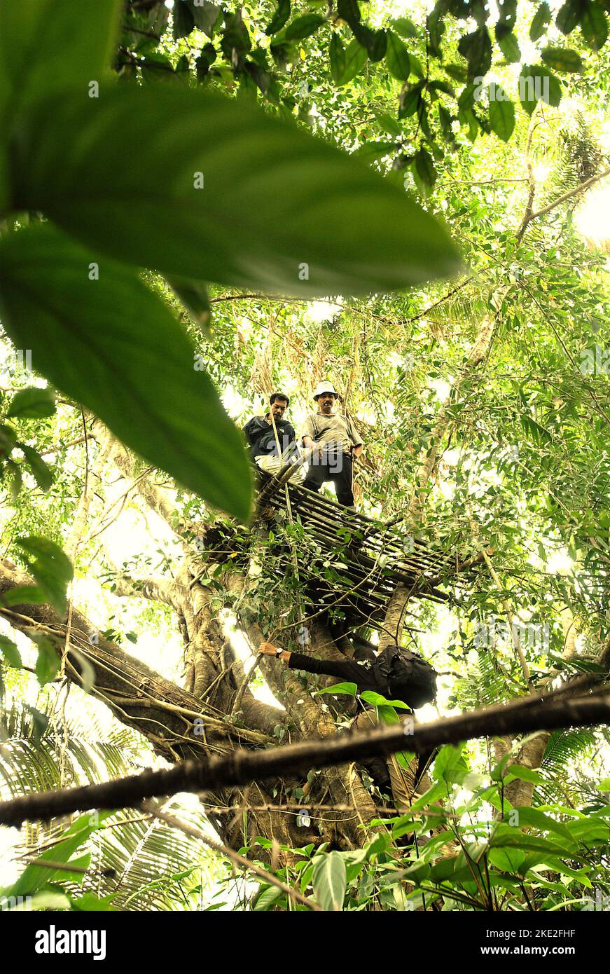 National park rangers standing on a tree platform built for wildlife ...