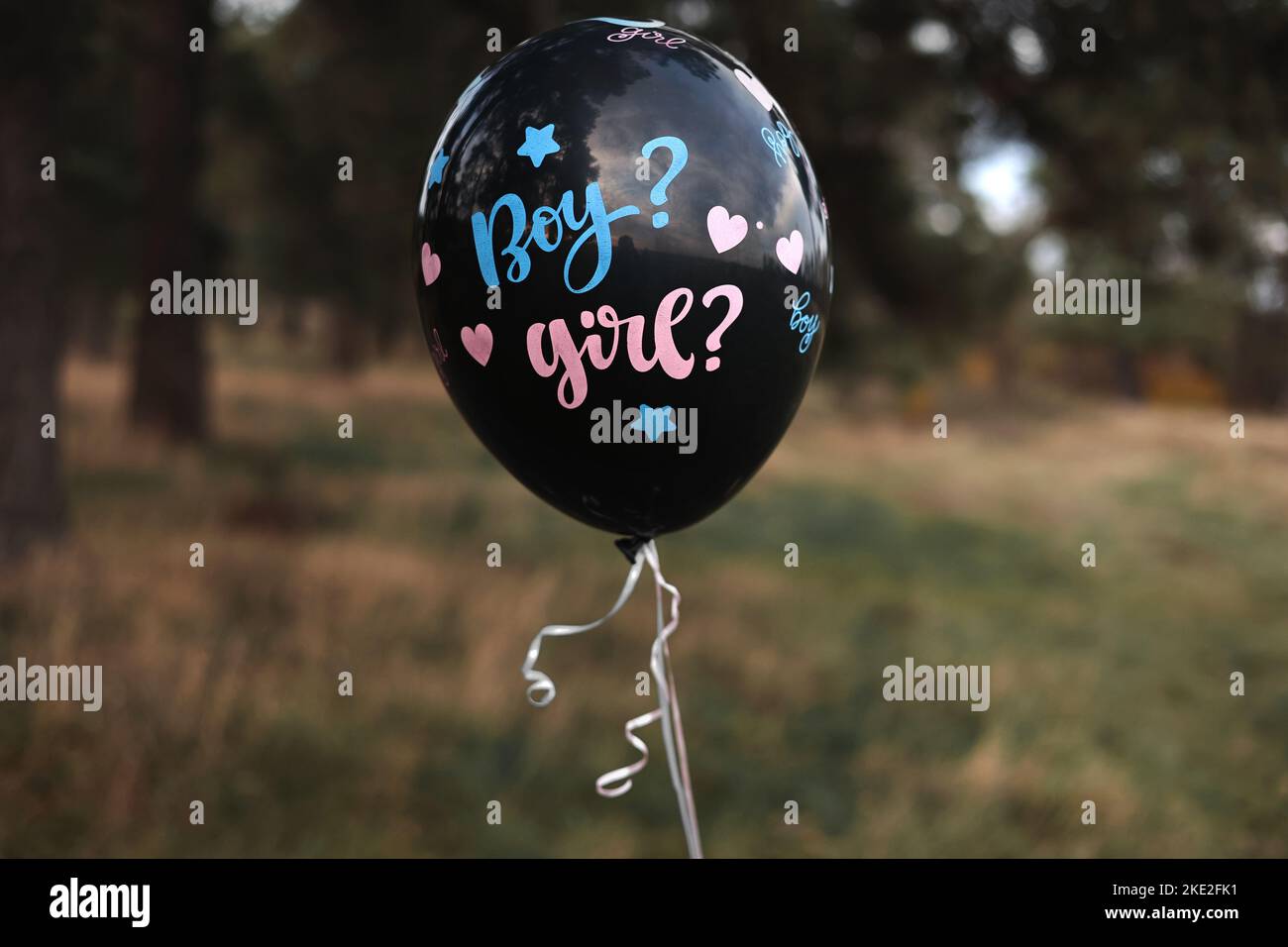 Celebration gender Party on nature. Black baloon with the inscription ...