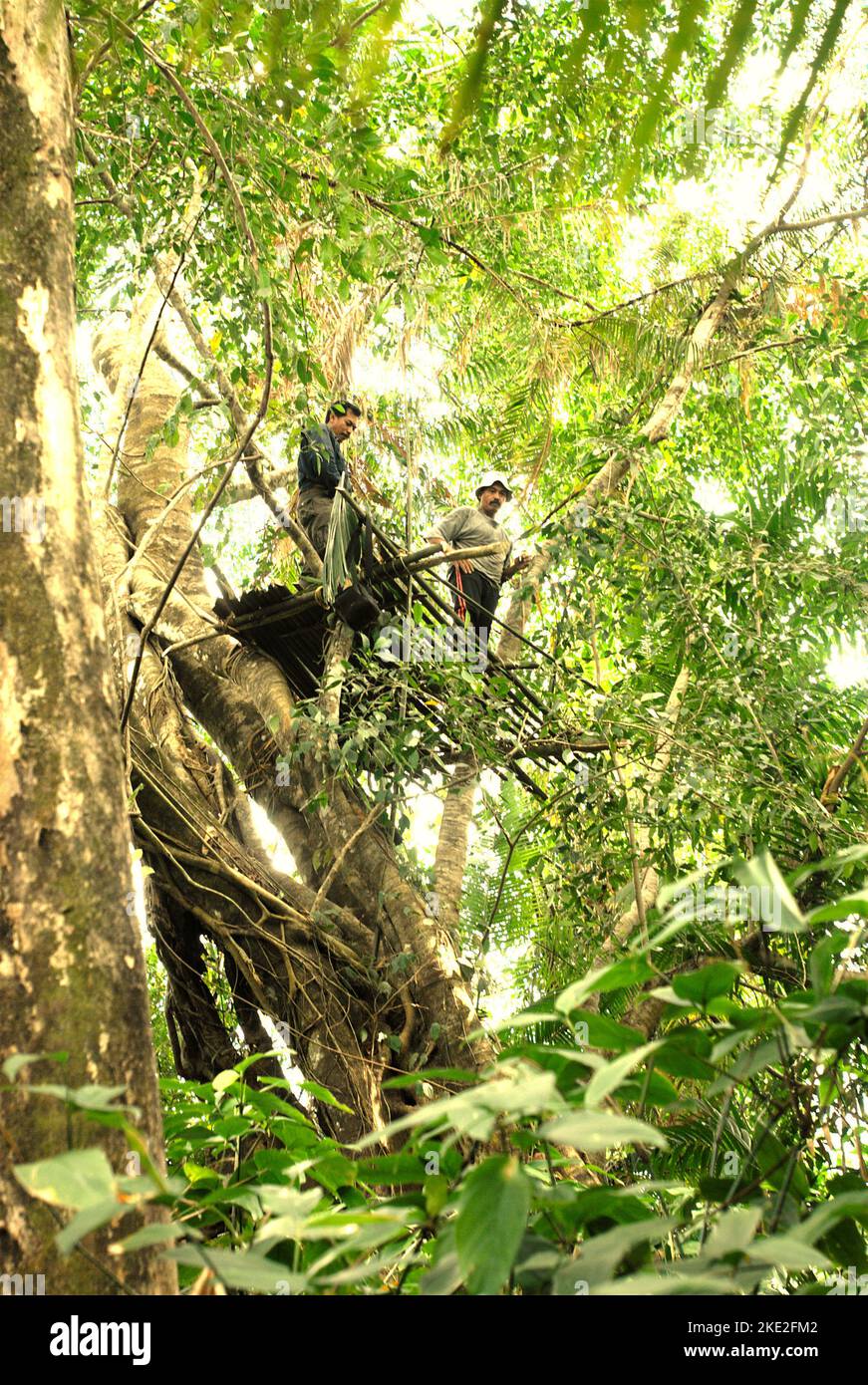 National park rangers standing on a tree platform built for wildlife ...