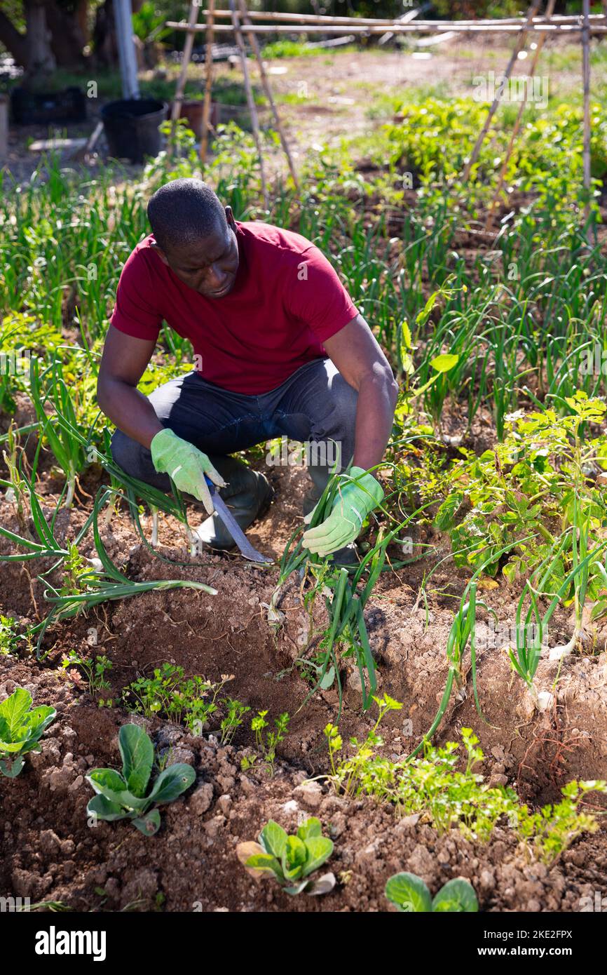 African american man horticulturist working with green onion Stock ...