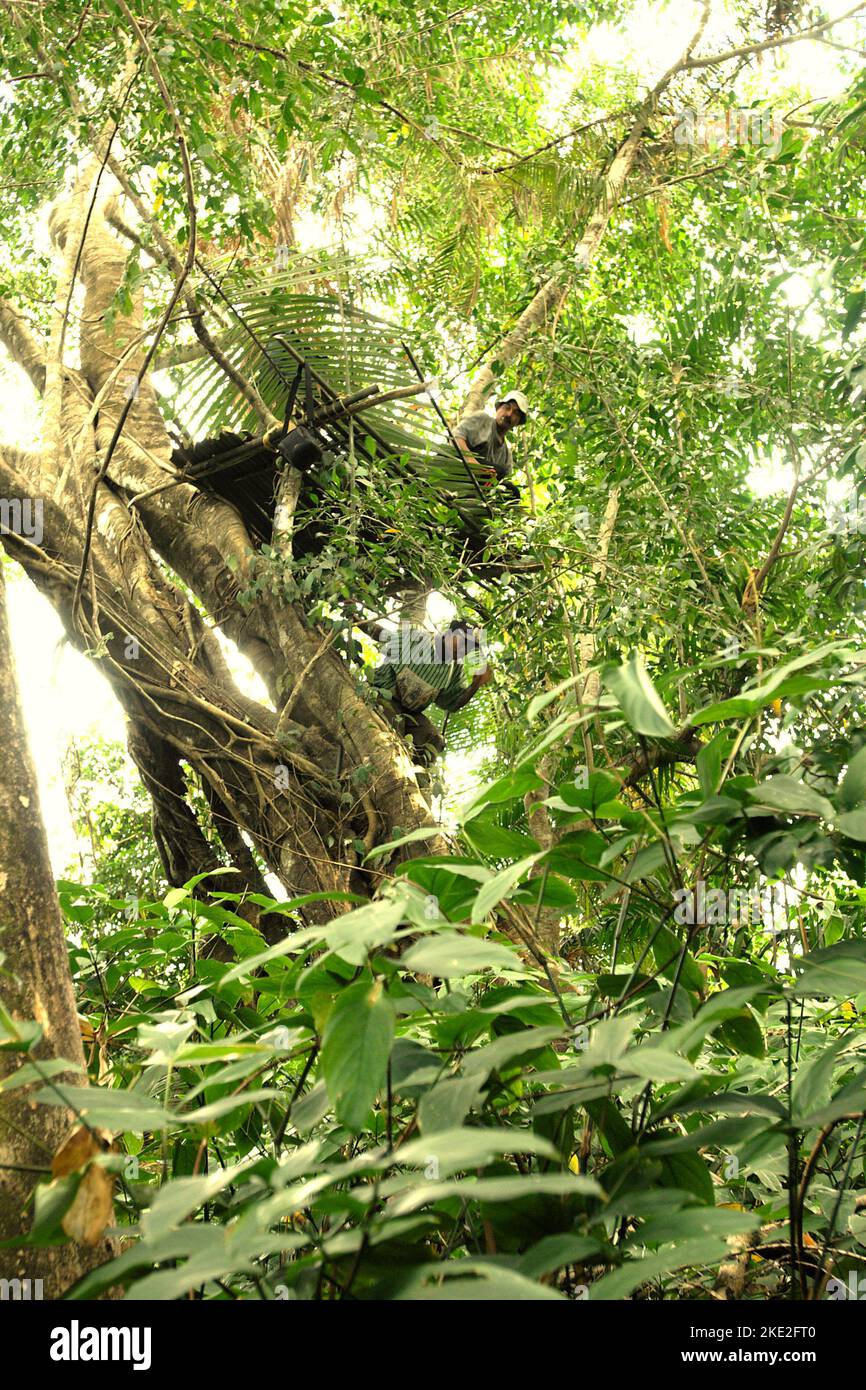 National park rangers standing on a tree platform built for wildlife ...