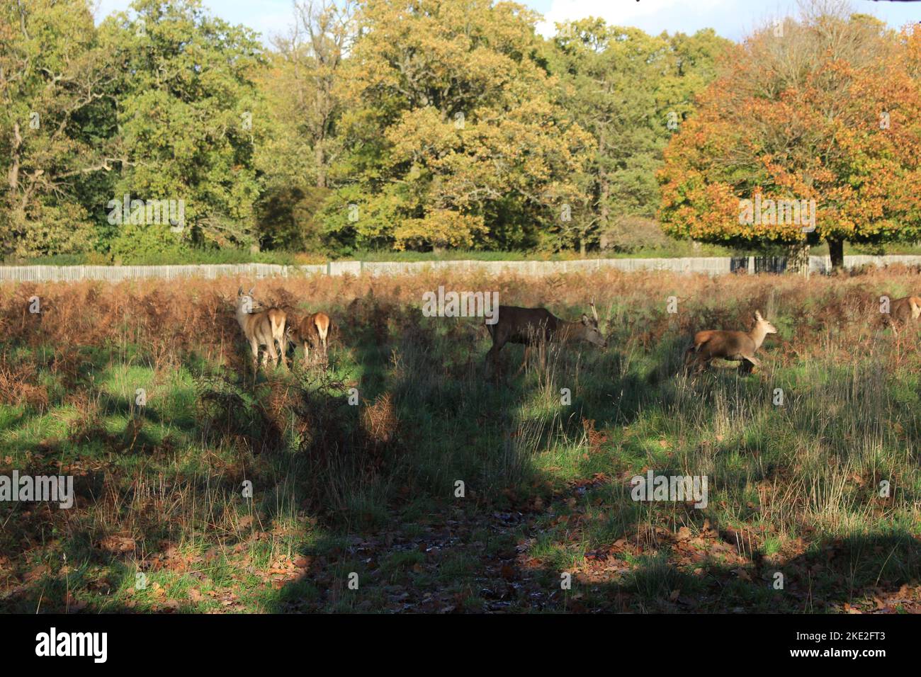 Red Deer in autumn in the Royal Bushy Park, Hampton, England. Red deer ...