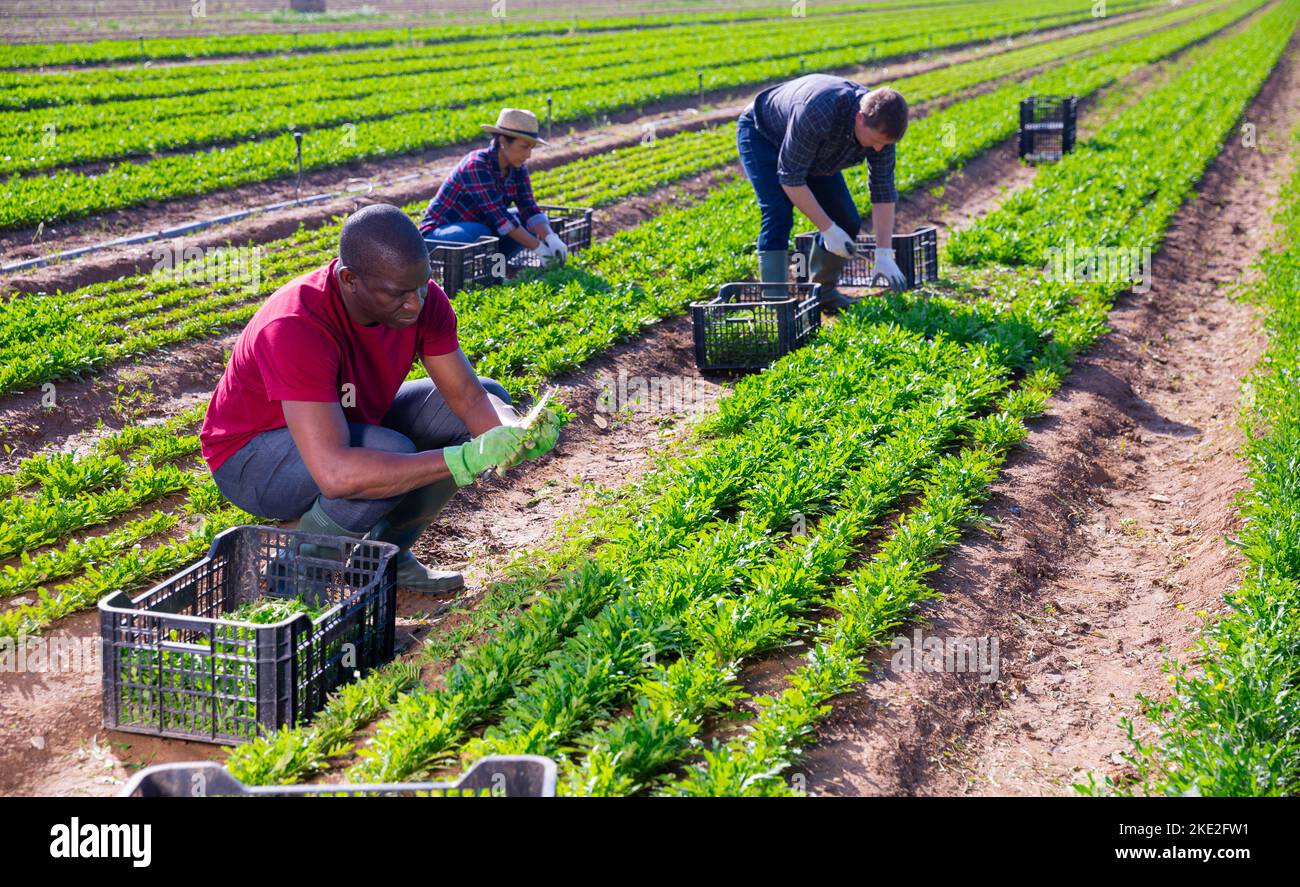 Afro-american man harvesting ripe arugula in a box Stock Photo - Alamy