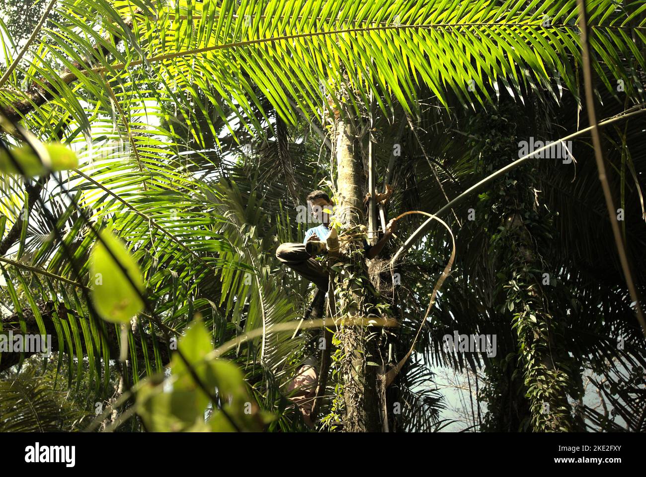 A national park ranger climbing a tree to build a tree platform for ...