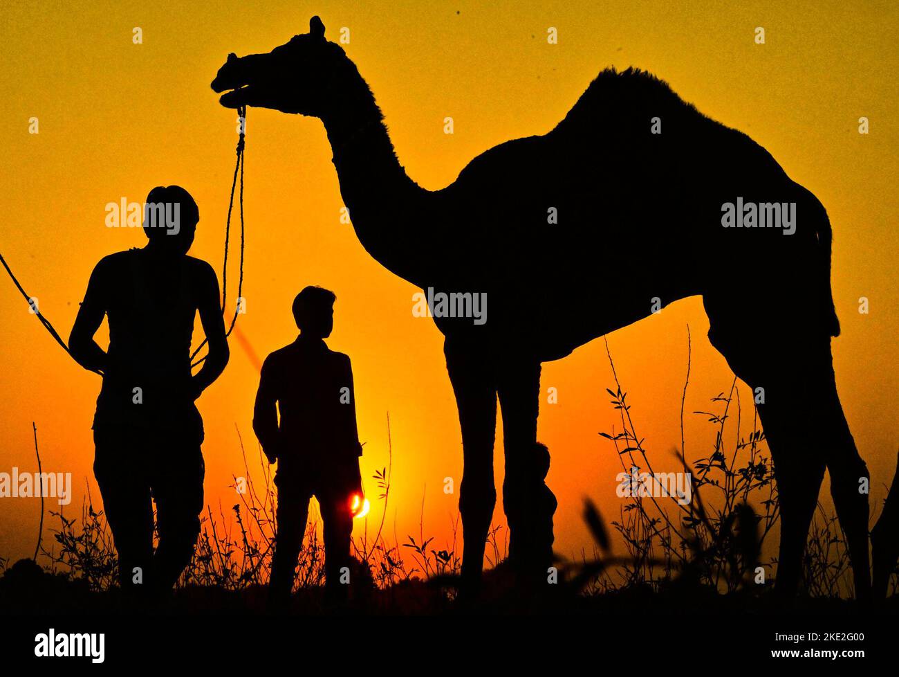 Pushkar, Rajasthan, India. 4th Nov, 2022. View from the annual Pushkar ...