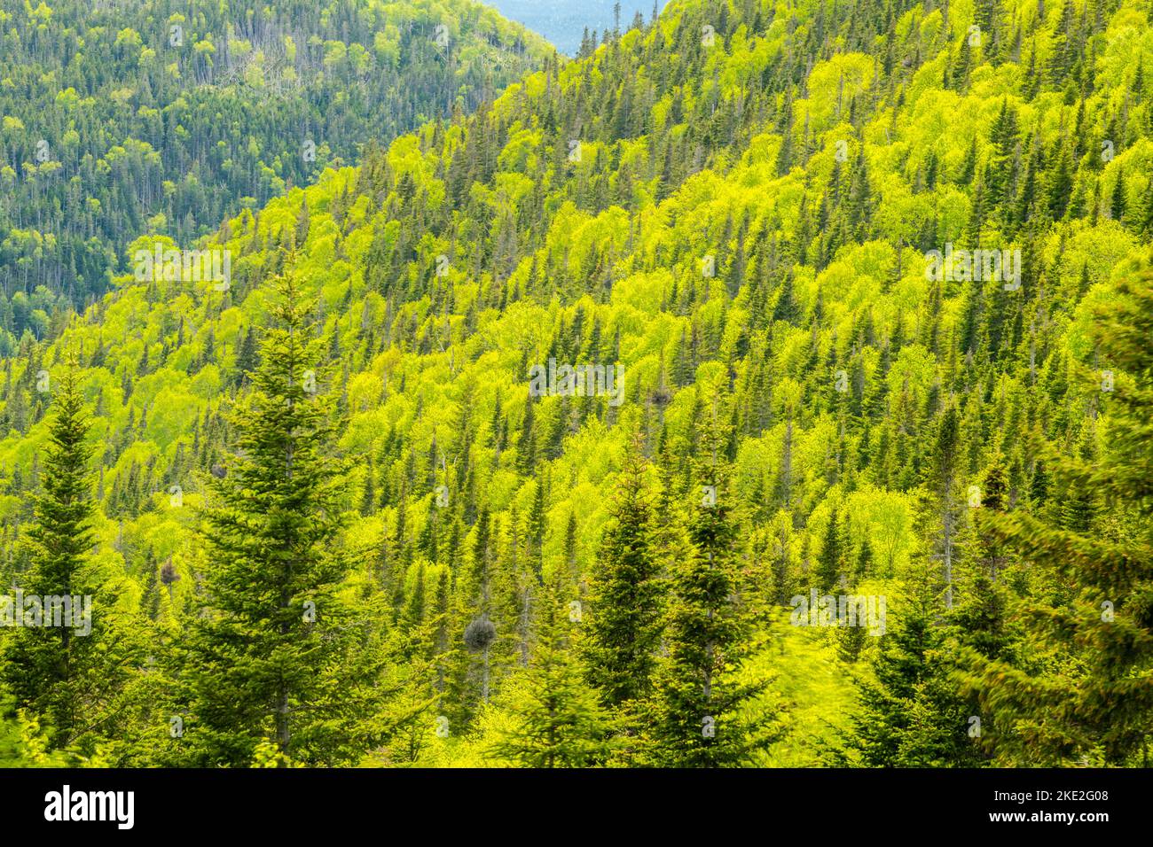 Spring forest, Gros Morne National Park, Newfoundland and Labrador NL ...