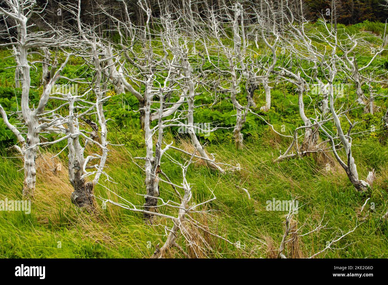 Newfoundland tuckamore tree hi-res stock photography and images - Alamy