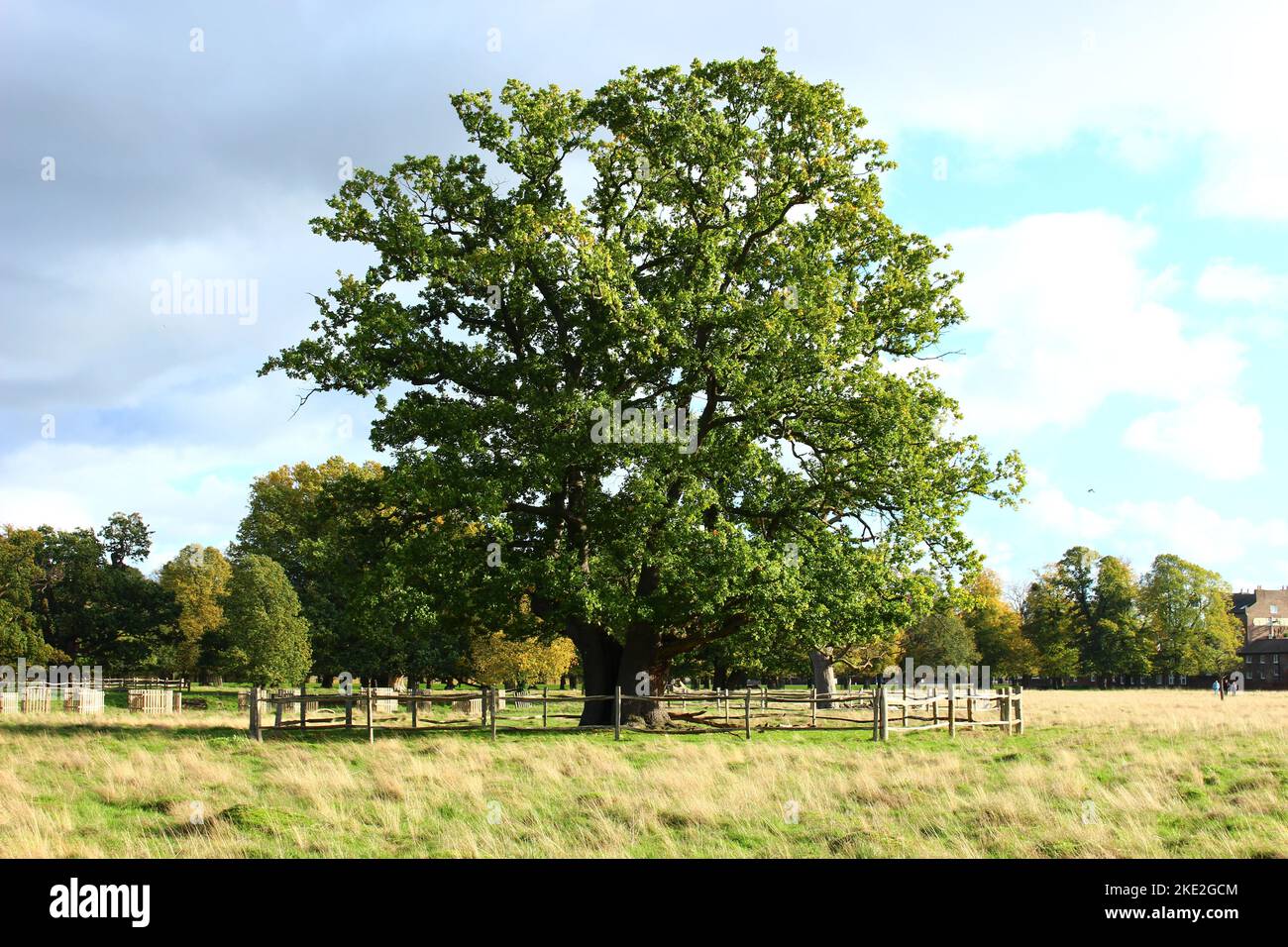 Large luscious fenced in old oak tree with green leaves. Isolated oak ...