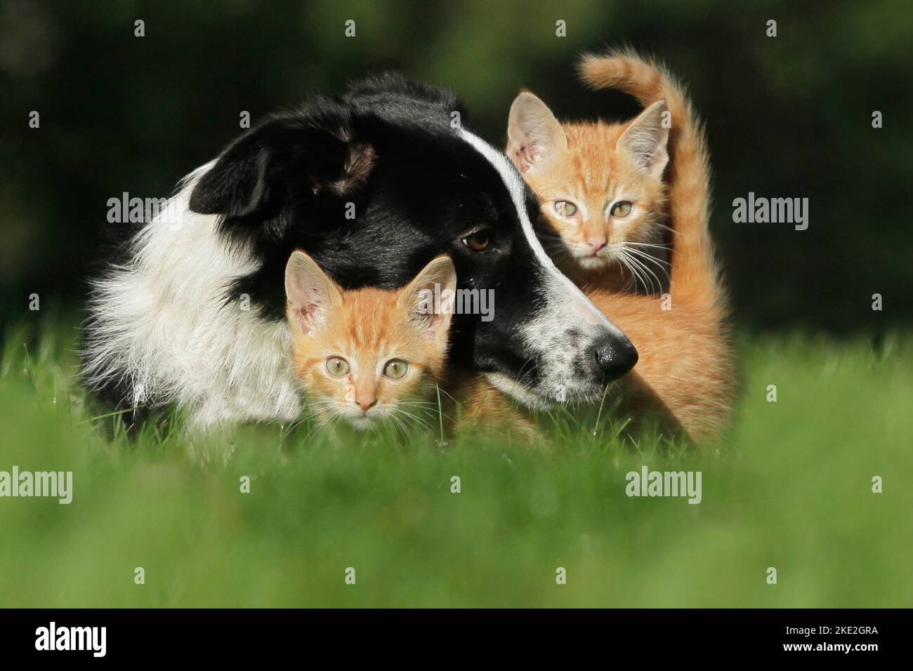 Border Collie and cats Stock Photo - Alamy
