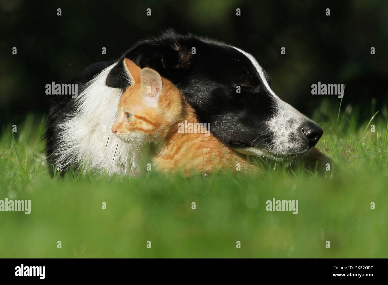 Border Collie and cat Stock Photo - Alamy