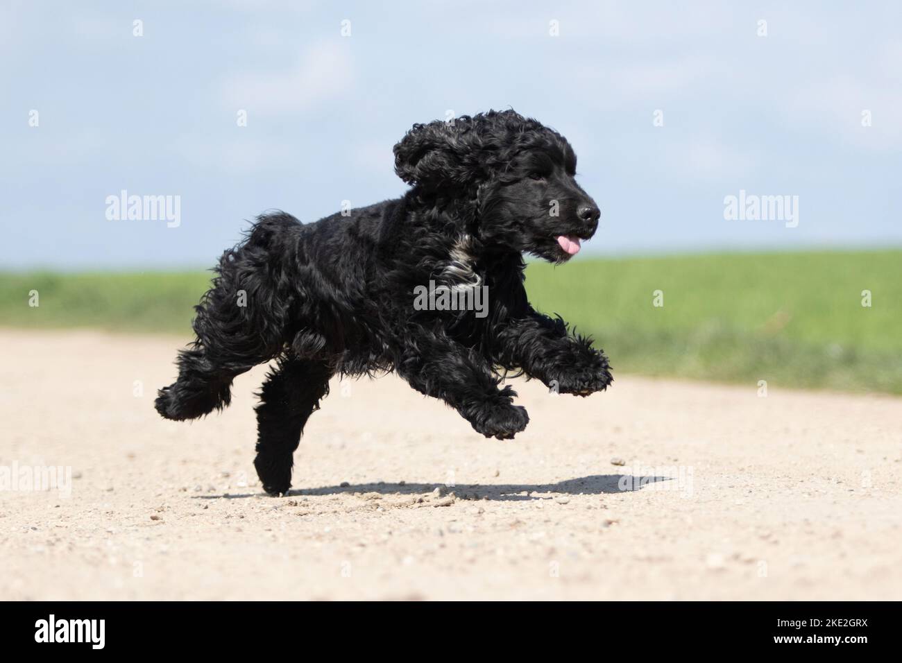 running English Cocker Spaniel Stock Photo - Alamy