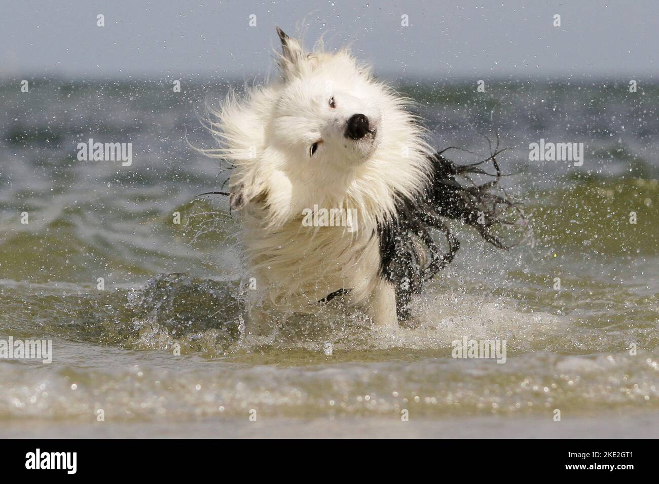 shaking Border Collie Stock Photo - Alamy