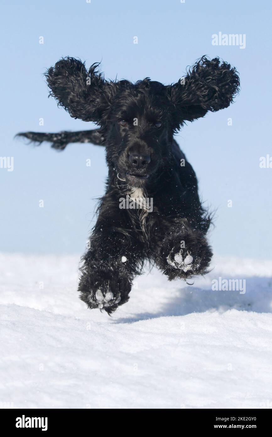 running English Cocker Spaniel Stock Photo - Alamy