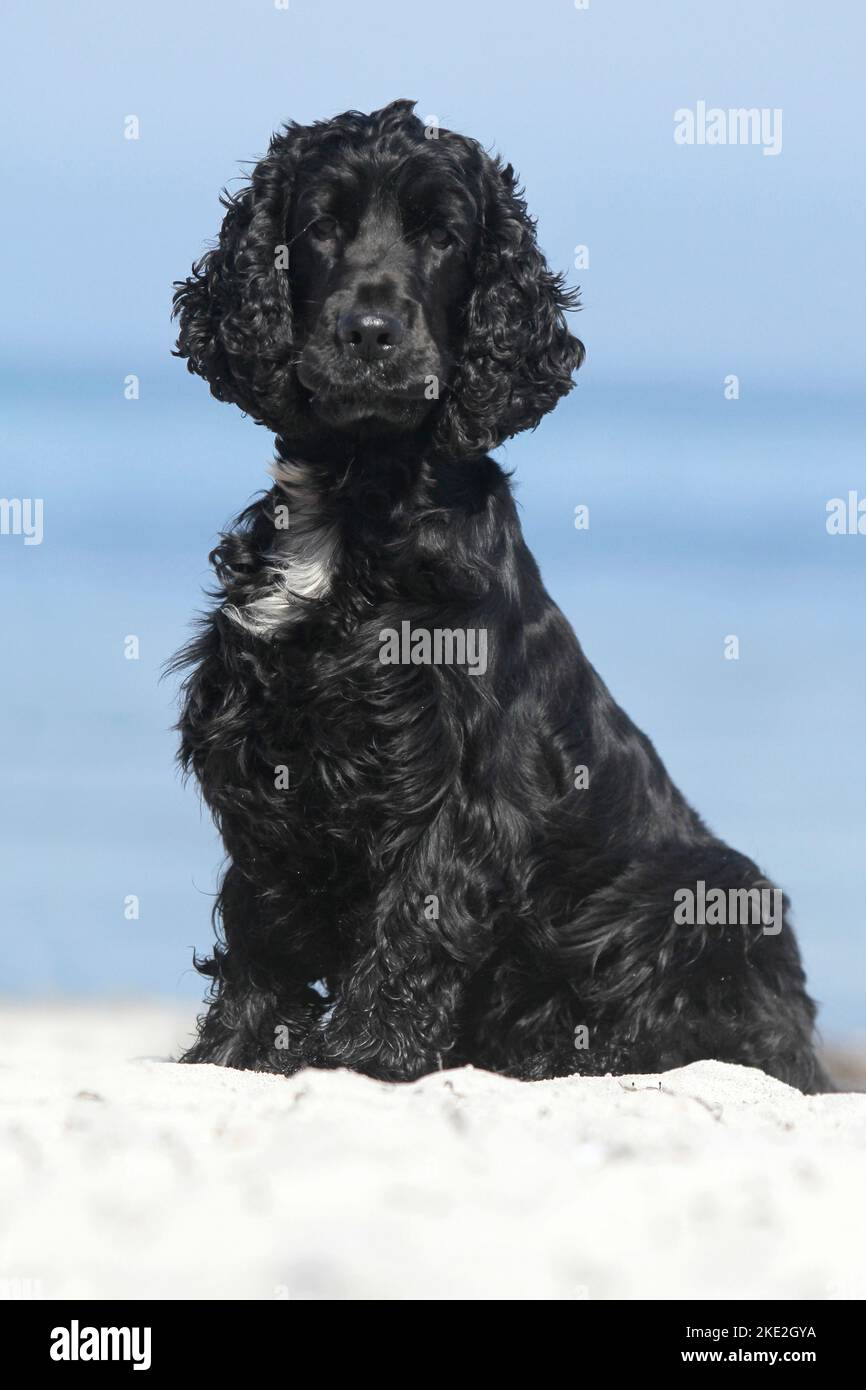 sitting English Cocker Spaniel Stock Photo - Alamy