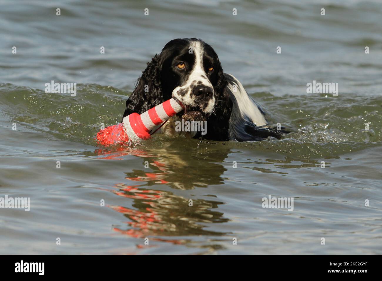 Black white springer spaniel toy hi-res stock photography and images ...