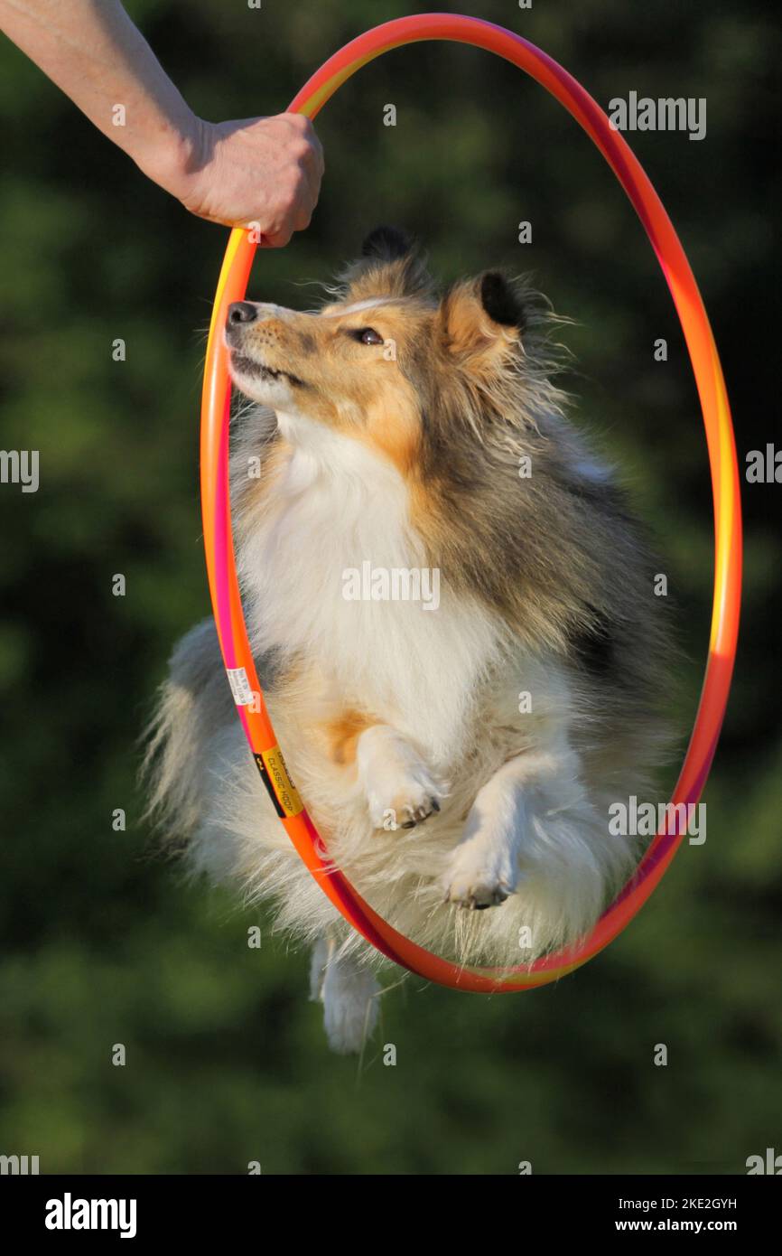 Sheltie jumping hi-res stock photography and images - Alamy