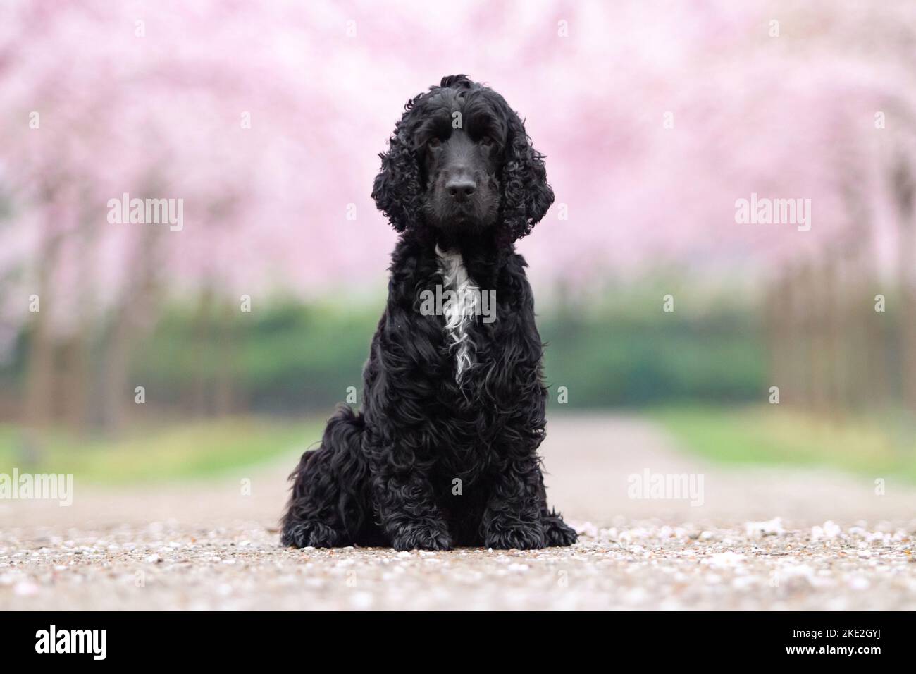 sitting English Cocker Spaniel Stock Photo - Alamy