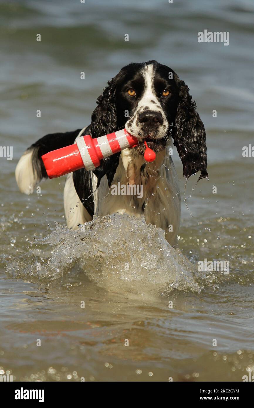 Black white springer spaniel toy hi-res stock photography and images ...