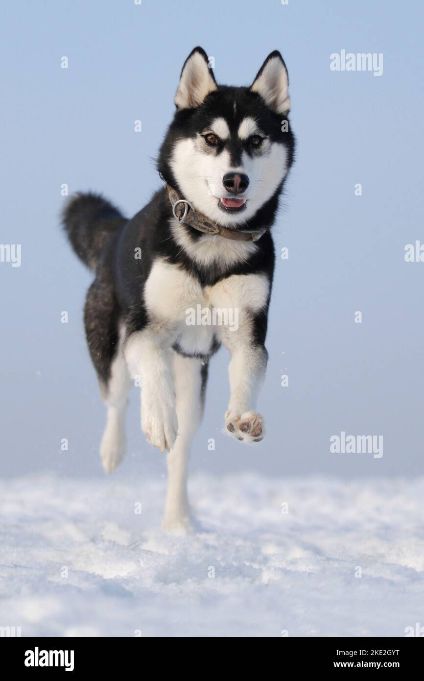 running Siberian Husky Stock Photo - Alamy