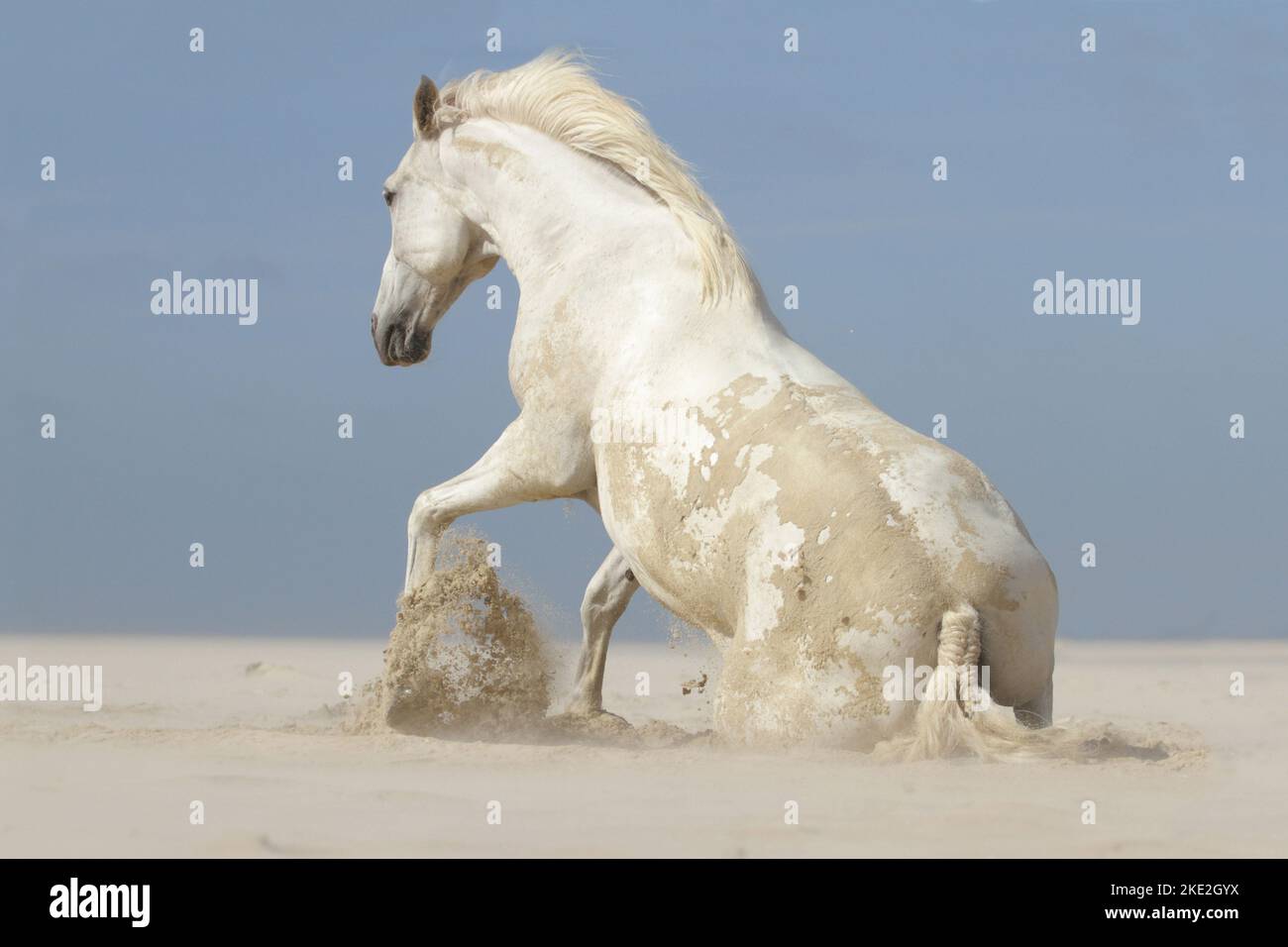 Horse rising up hi-res stock photography and images - Alamy