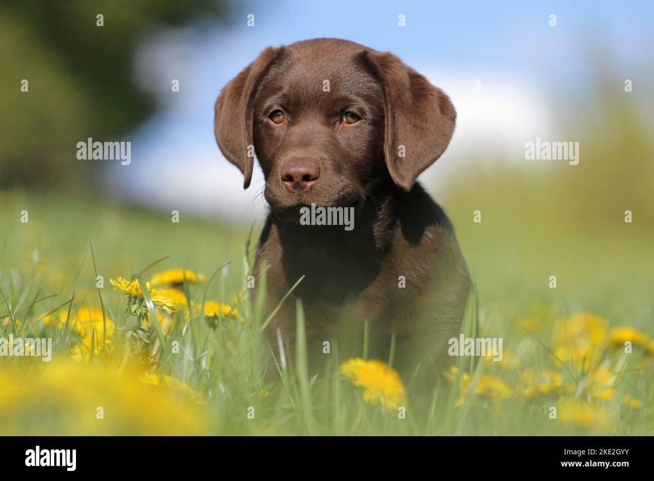 Labrador retriever puppy flowers field hi-res stock photography and ...