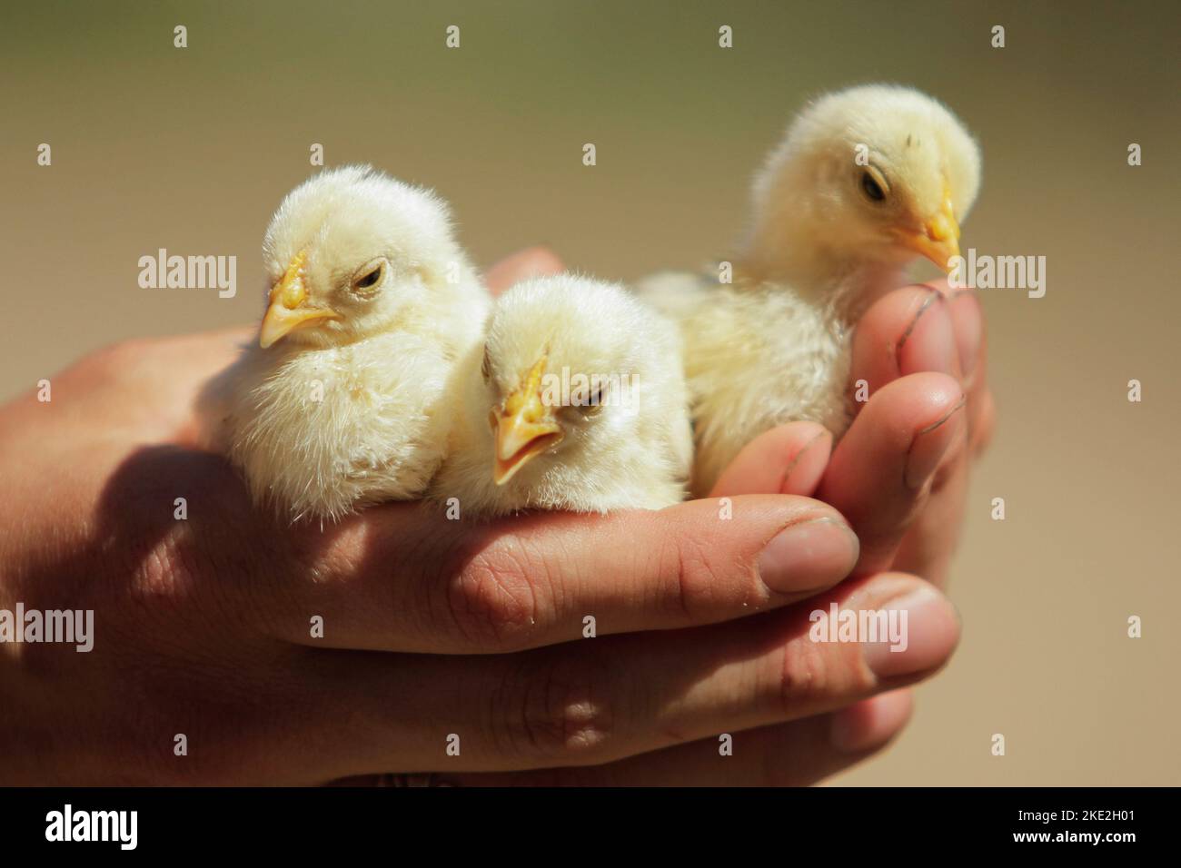 Chickens chicks hand hi-res stock photography and images - Alamy
