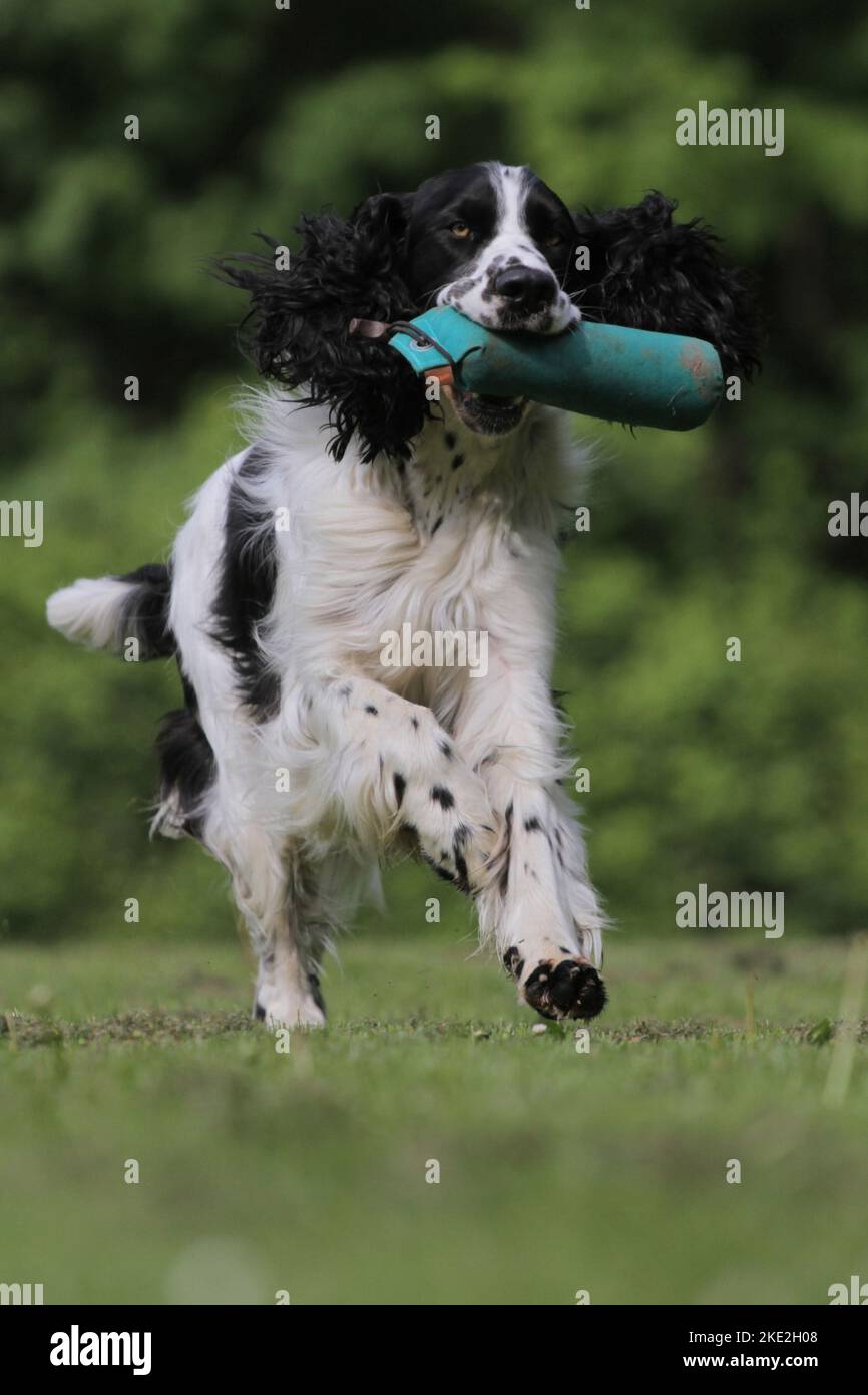 Black white springer spaniel toy hi-res stock photography and images ...