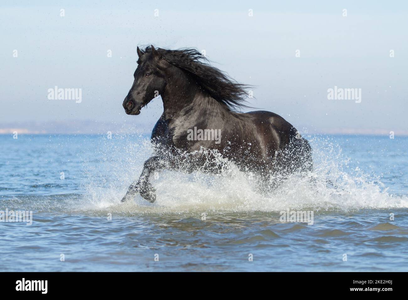 Black Horse Swimming Swimming Horses – Viking Lady Aine