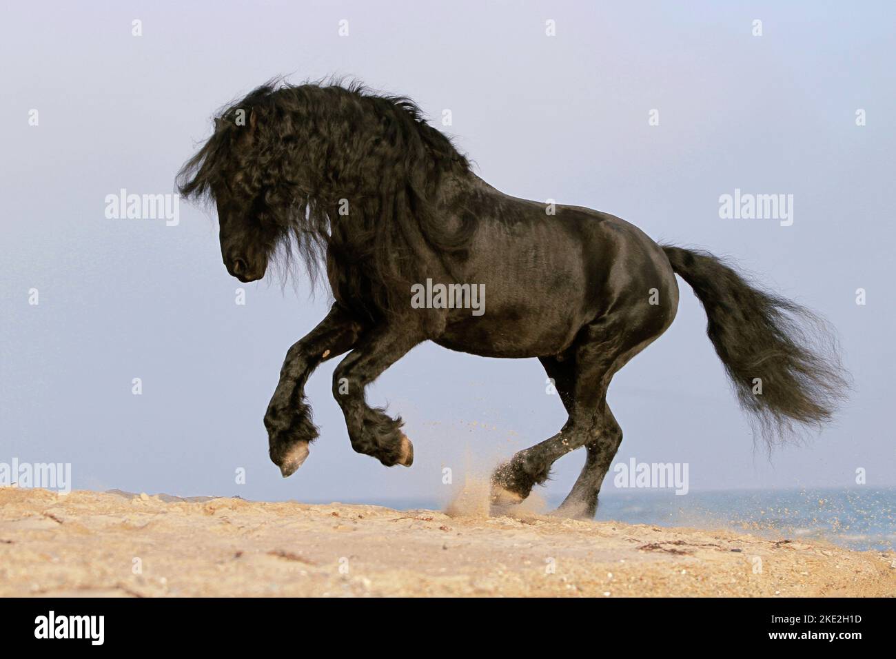 galloping Friesian Horse Stock Photo - Alamy