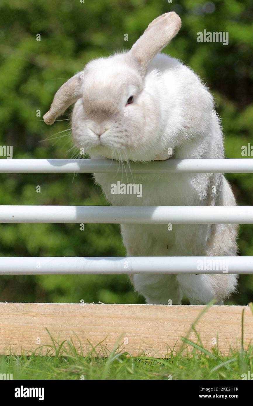 Leaping rabbit hi-res stock photography and images - Alamy