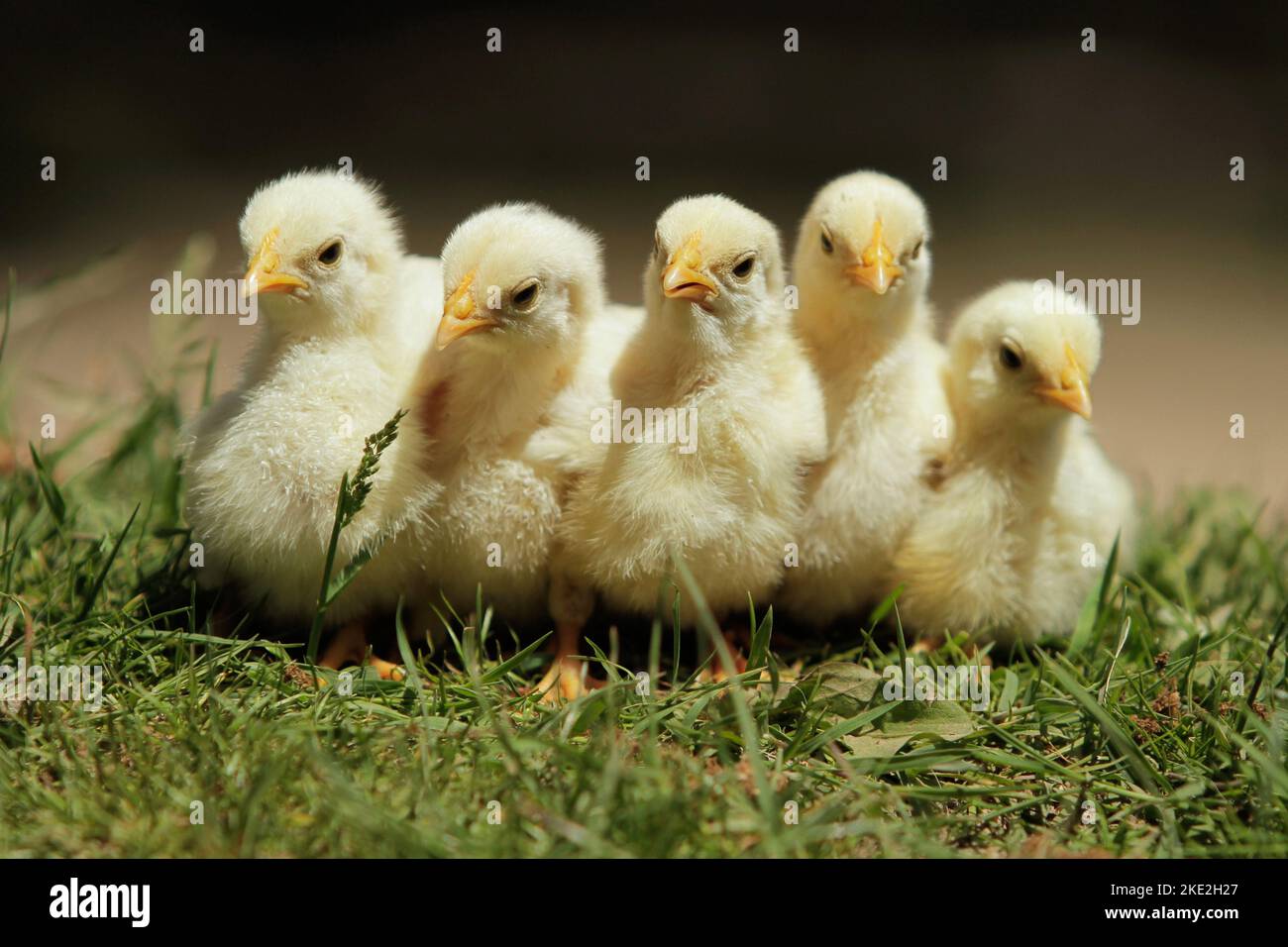 Hen with five chicks hi-res stock photography and images - Alamy