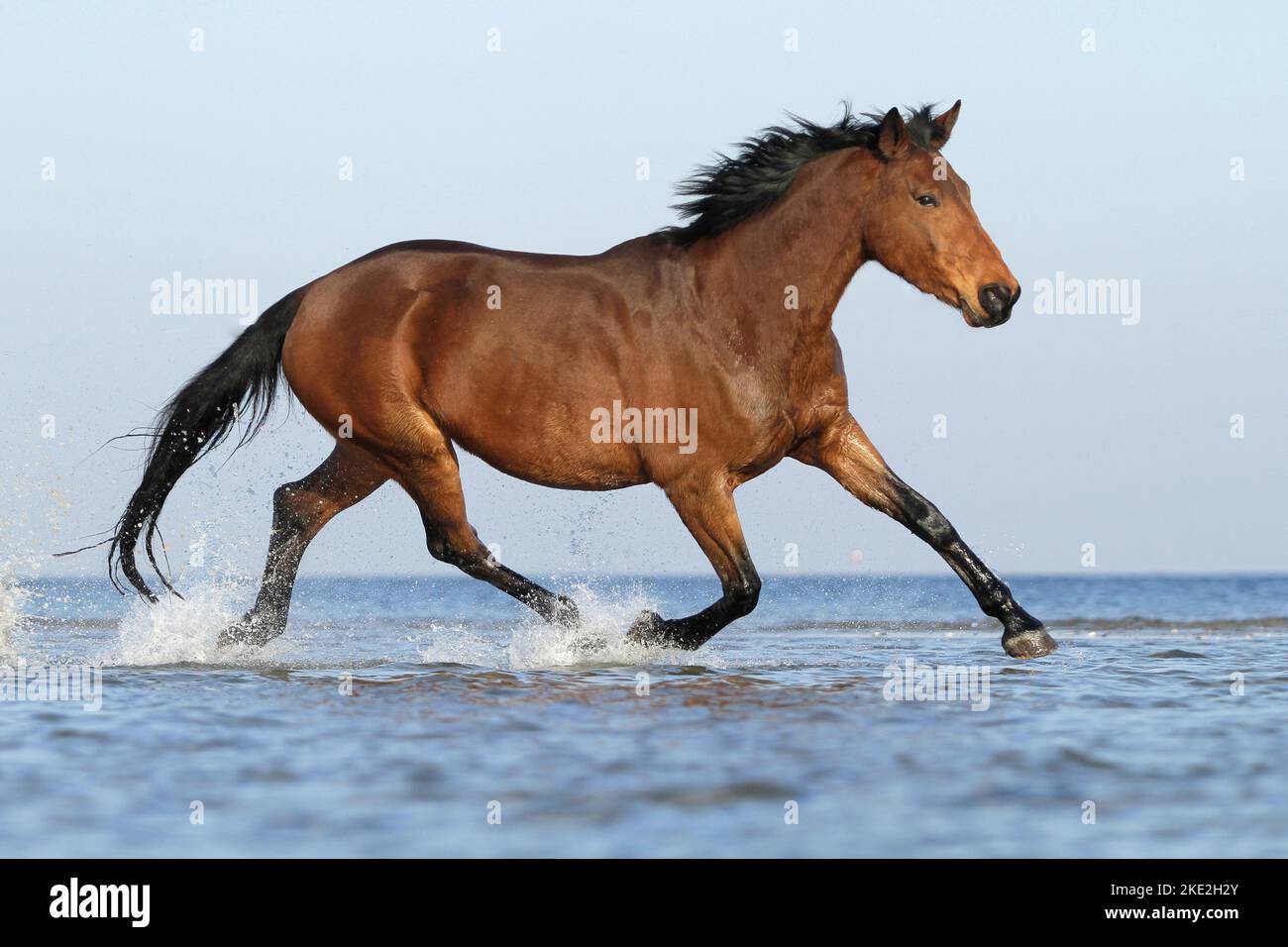 Holsteins hi-res stock photography and images - Alamy
