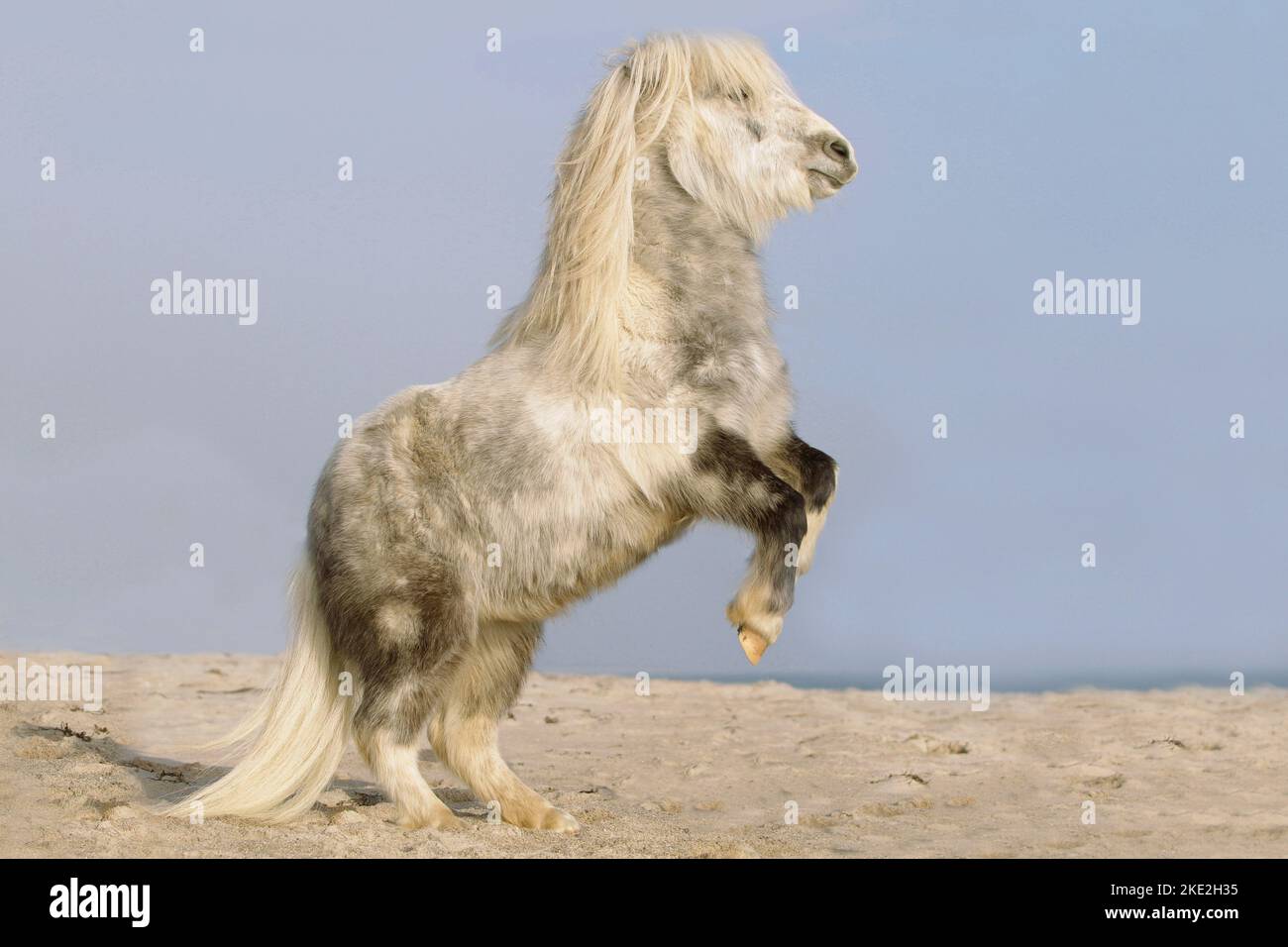 Shetland pony horse rearing hi-res stock photography and images - Alamy