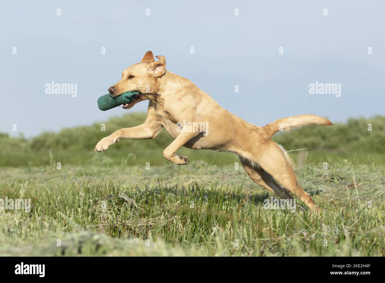 playing Labrador Retriever Stock Photo - Alamy