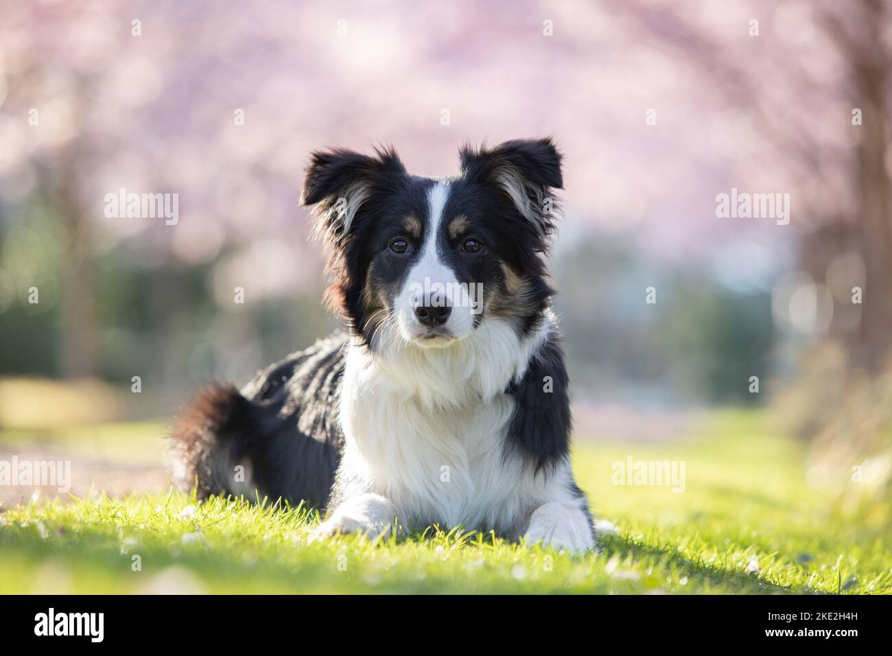 lying Border Collie Stock Photo - Alamy