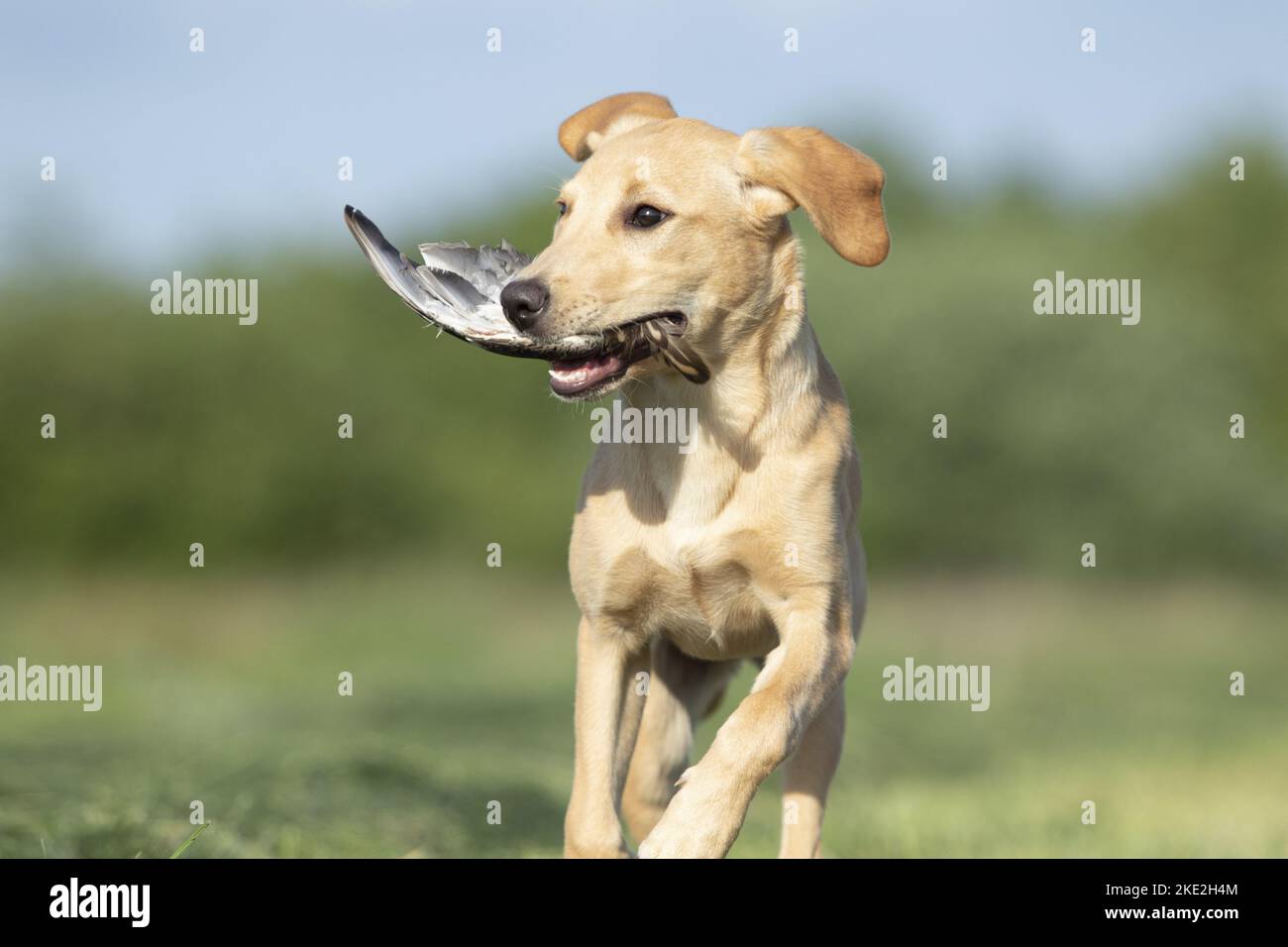 young Labrador Retriever Stock Photo - Alamy