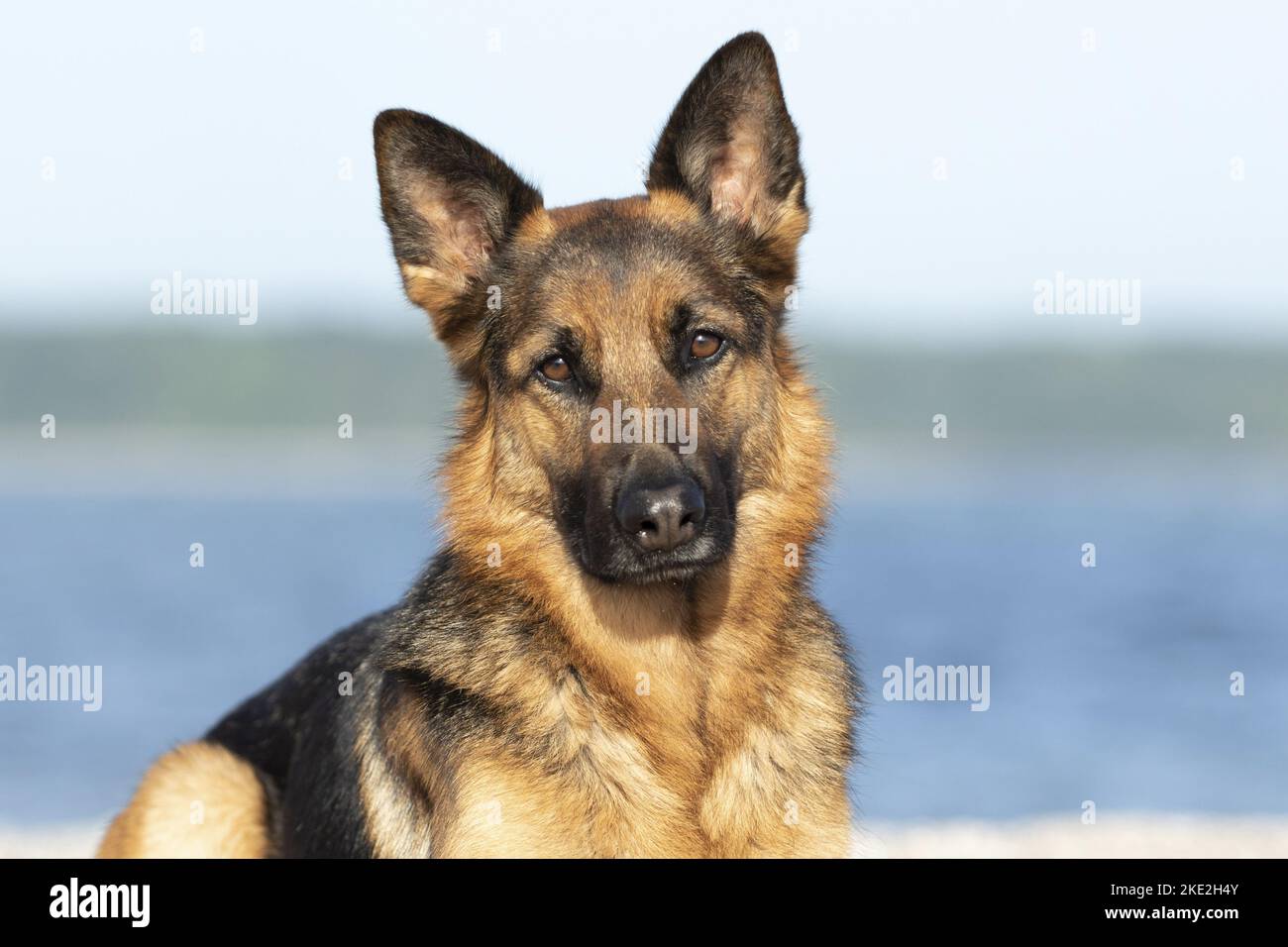 German Shepherd Dog portrait Stock Photo - Alamy