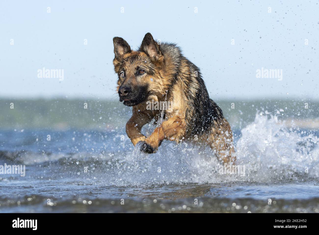 running German Shepherd Dog Stock Photo - Alamy
