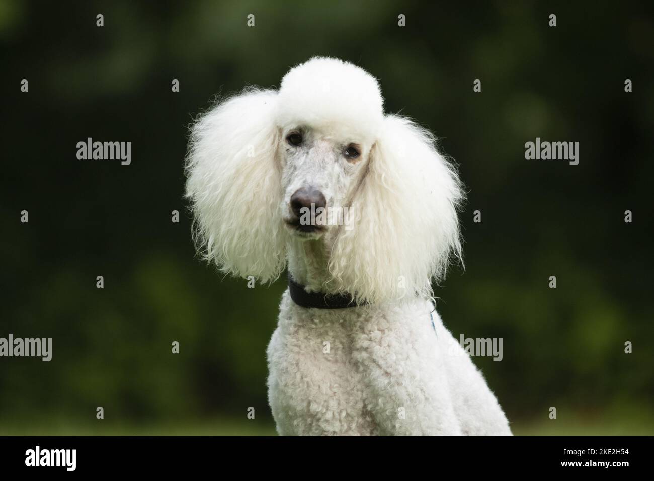 Giant Poodle portrait Stock Photo - Alamy