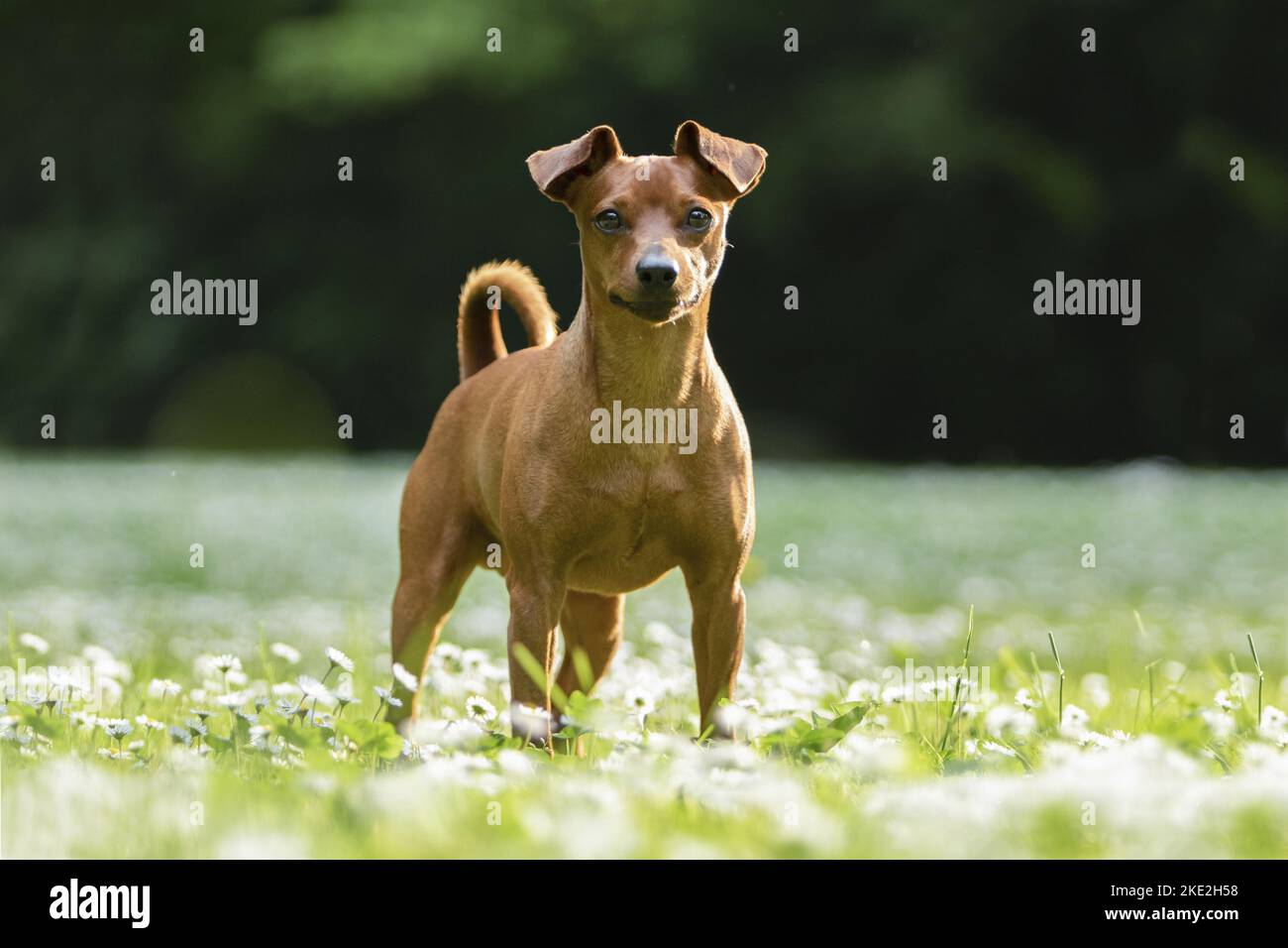 standing Miniature Pinscher Stock Photo - Alamy